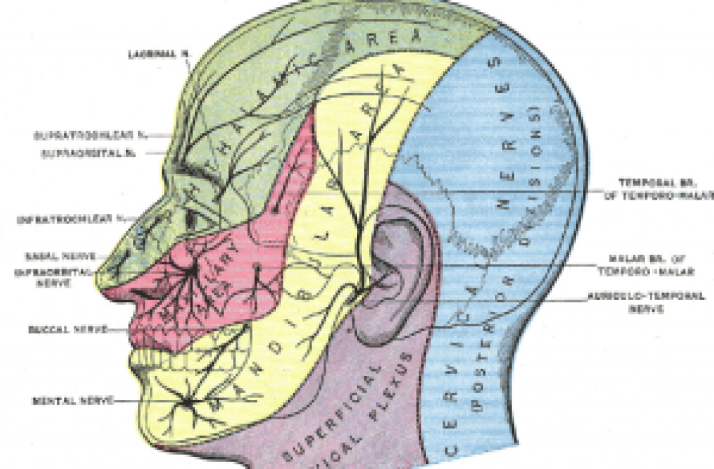 Hvad er Trigeminus Neuralgi? - Gørlev Communication